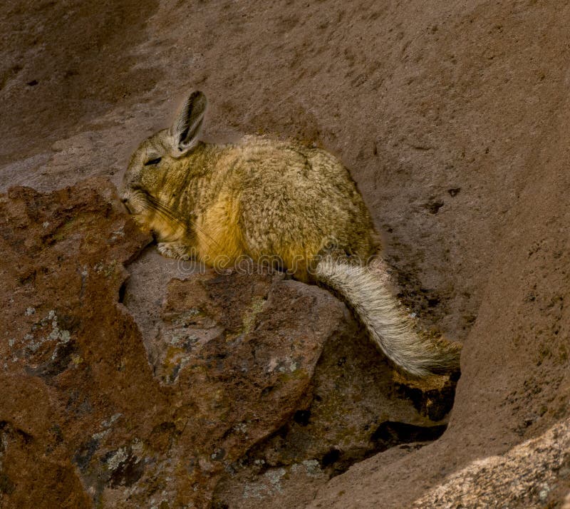 The Viscacha Resembles a Rabbit with a Squirrel Tail, but is Native ...
