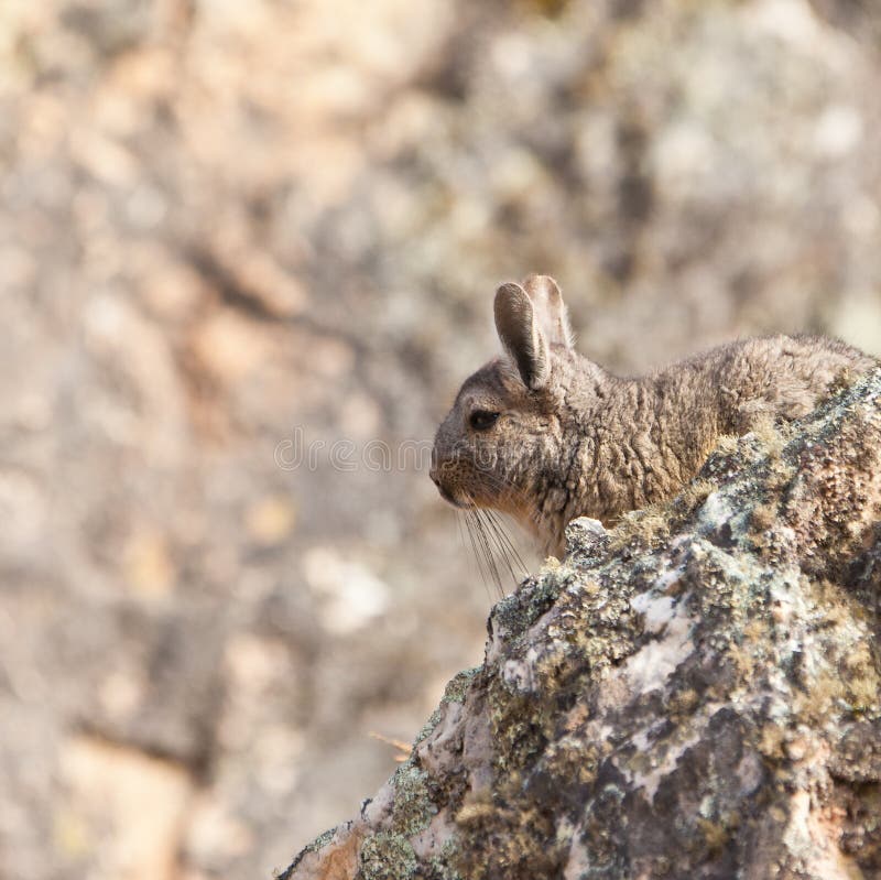 Viscacha in Siloli Desert Bolivia Stock Image - Image of mammal ...