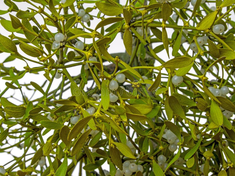 Pianta del vischio fotografia stock. Immagine di fresco - 64133478