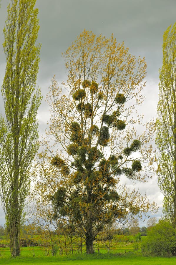 Vischio Che Cresce Nell'albero Di Pioppo in Primavera Immagine Stock ...