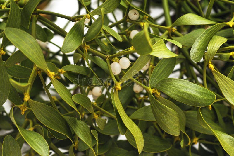 Vischio con le bacche immagine stock. Immagine di fortuna - 139356295