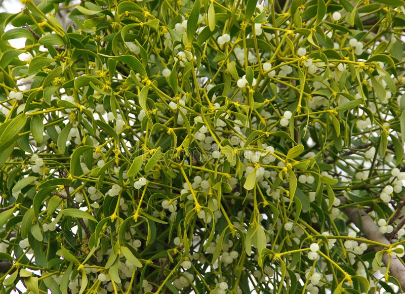 Álbum Do Viscum Do Visco Que Cresce Em Um Ramo Do Abeto Imagem de Stock ...