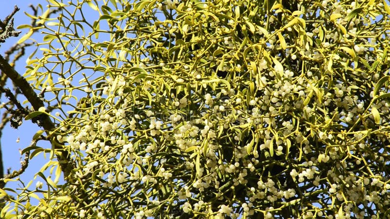 Visco, flor video estoque. Vídeo de medicina, fundo, flor - 50995143