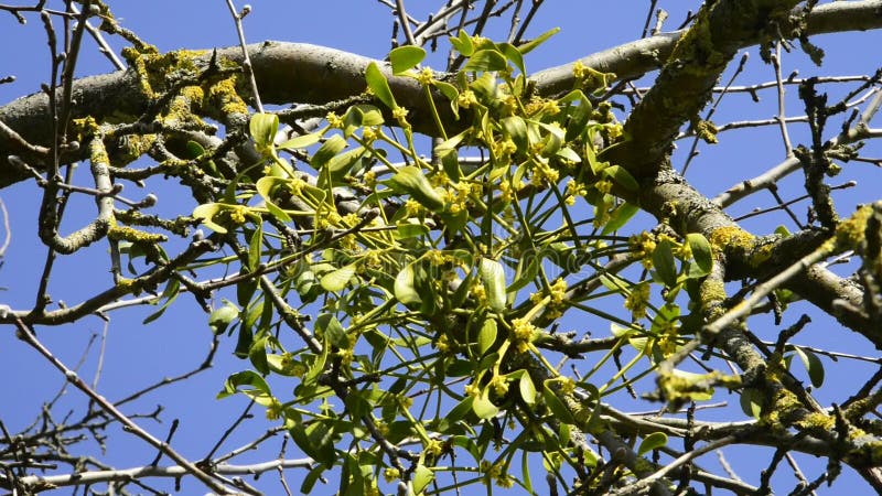 Visco, flor video estoque. Vídeo de medicina, fundo, flor - 50995143
