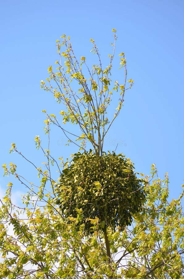 Viscum album stock image. Image of album, spring, nature - 40185909
