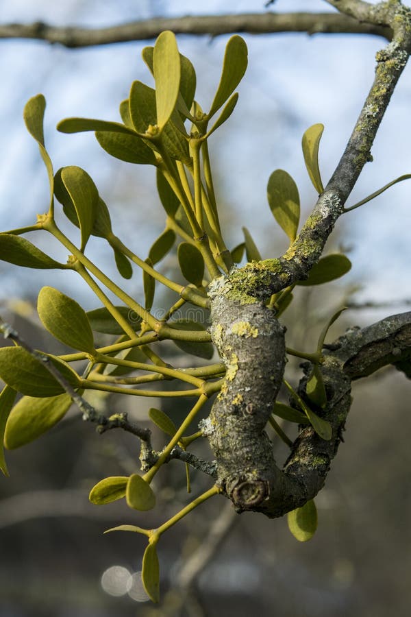 Young Plant of Viscum Album or Mistletoe on an Appletree Stock Photo ...