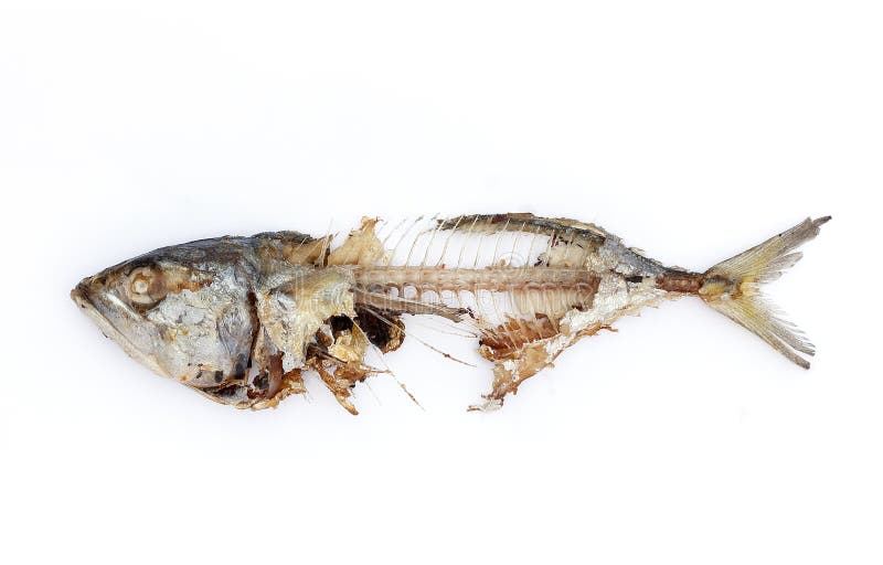 Visgraat stock foto. Image of maaltijd, voedsel, staart - 50762986