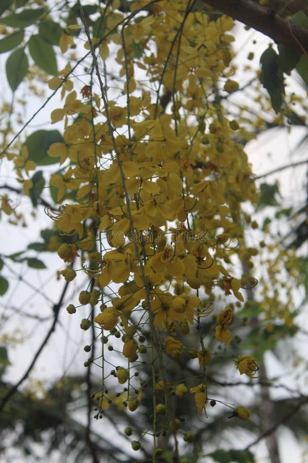 Vishu Konna / Cassia Fistula Stock Image - Image of nature, november ...