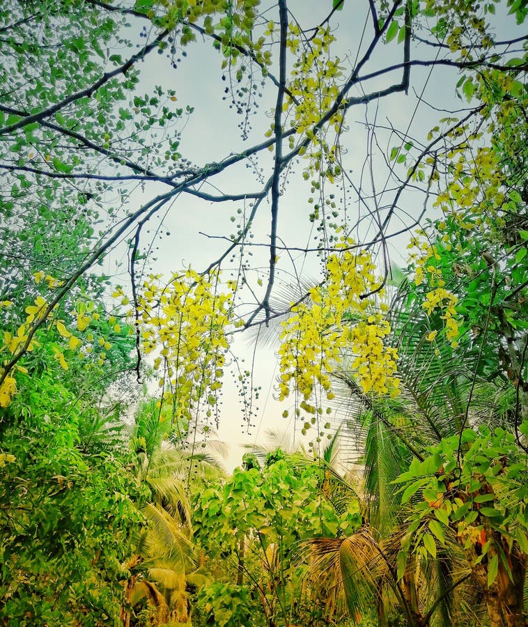 Vishu konna flower stock photo. Image of garden, meadow - 180608200