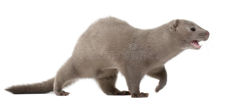 Visión Americano, Neovison Vison, 3 Meses Imagen de archivo - Imagen de ...
