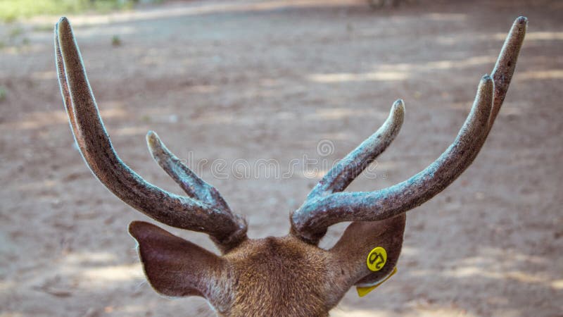 Visible from Behind the Deer`s Head Stock Photo - Image of clouds, four ...