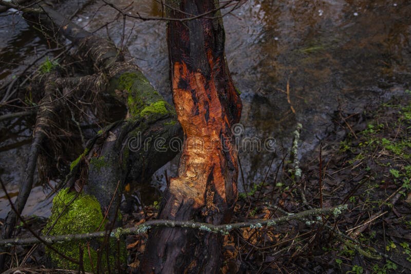 Visible Beaver Bites on the Tree Stock Photo - Image of bites, lake ...
