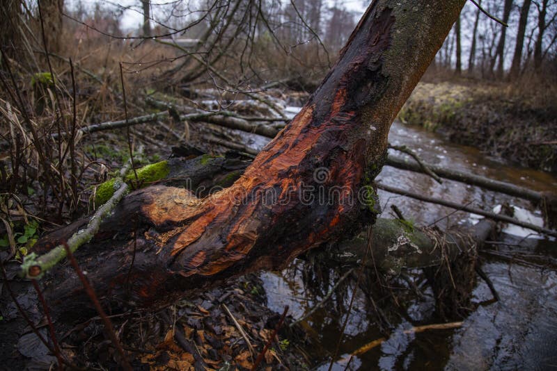 Visible Beaver Bites on the Tree Stock Photo - Image of brown, lake ...