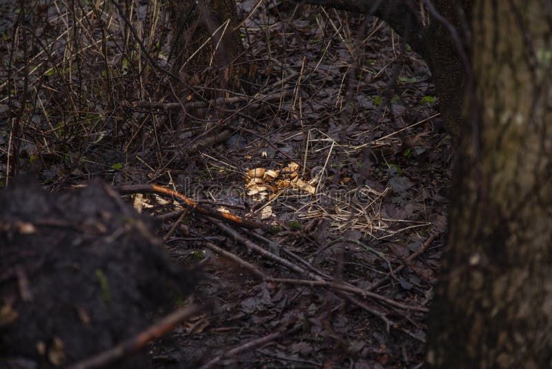 Visible Beaver Bites on the Tree Stock Image - Image of destruction ...