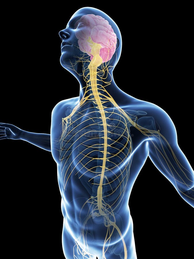 Visible vascular system stock illustration. Illustration of body - 34776360