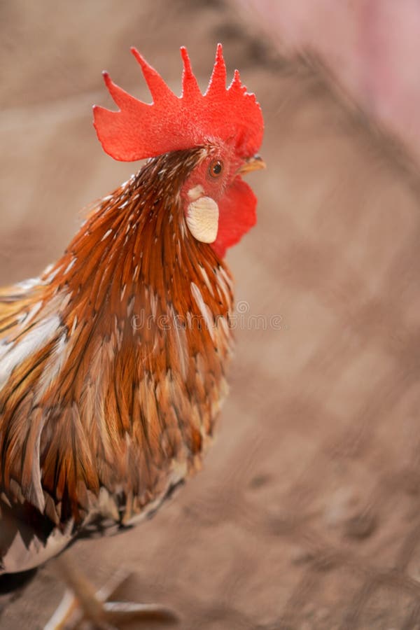 Visible Close Up of a Beautiful Chicken Head Stock Image - Image of ...