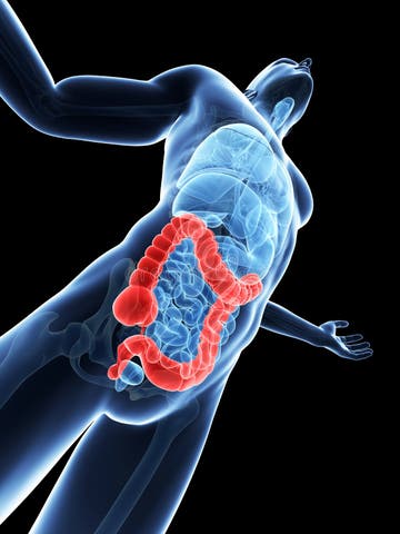Visible colon stock illustration. Illustration of blue - 34776318