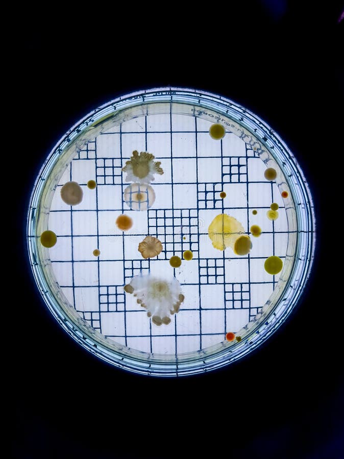 Visible Colony of Microbes on Petridish Plate Count Agar Media. Stock ...