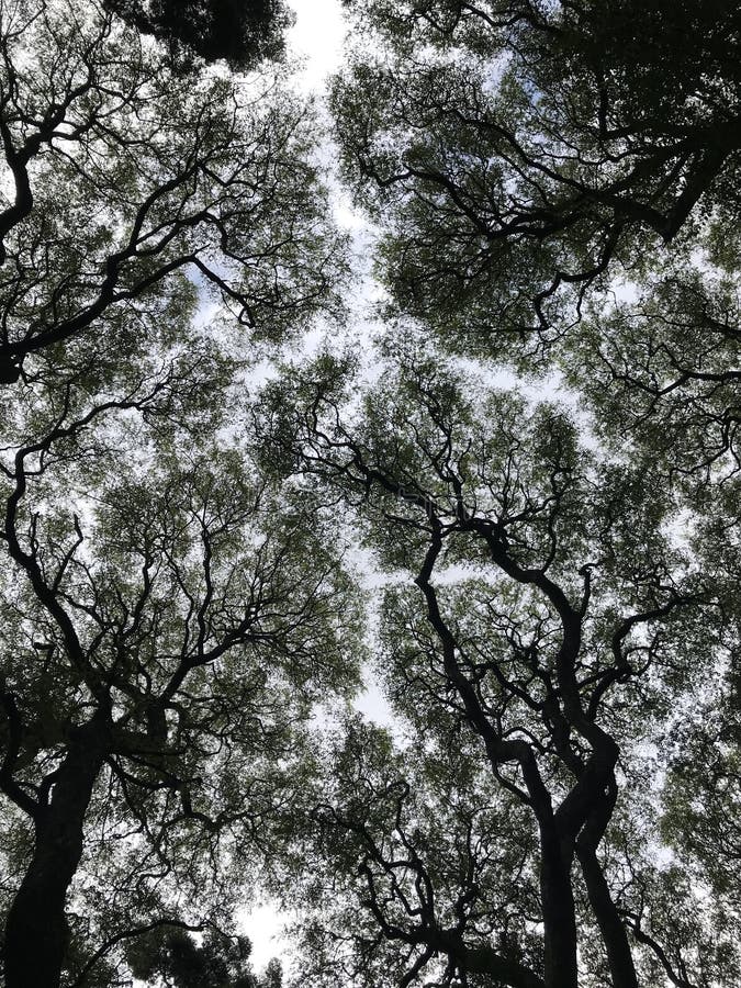 Trees, bottom-up view. stock photo. Image of natural - 144703914