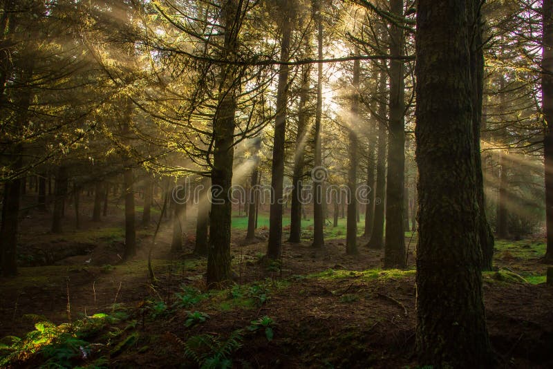 Visible Sun Rays in a Misty Forest Stock Photo - Image of sunshine ...