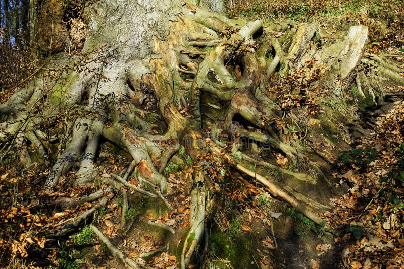 Visible tree roots stock photo. Image of harvesting - 171791518