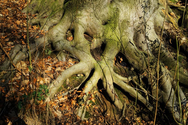 Visible tree roots stock image. Image of export, conservancy - 171791613