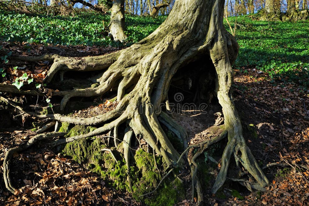 Visible tree roots stock image. Image of harvesting - 171791803