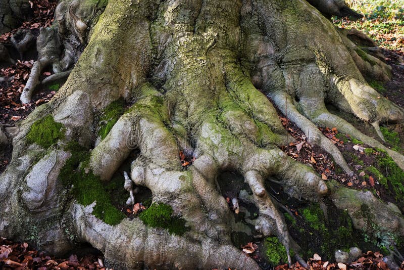Visible tree roots stock image. Image of energy, care - 171791917