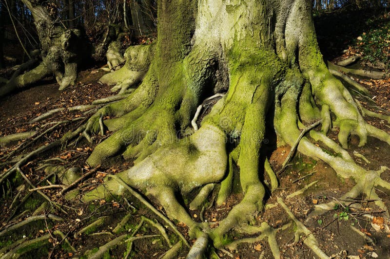 Visible tree roots stock image. Image of branches, firewood - 171792377