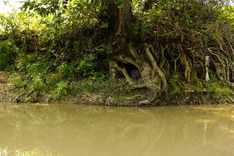 Visible Tree Roots at the River Stock Photo - Image of curve, black ...