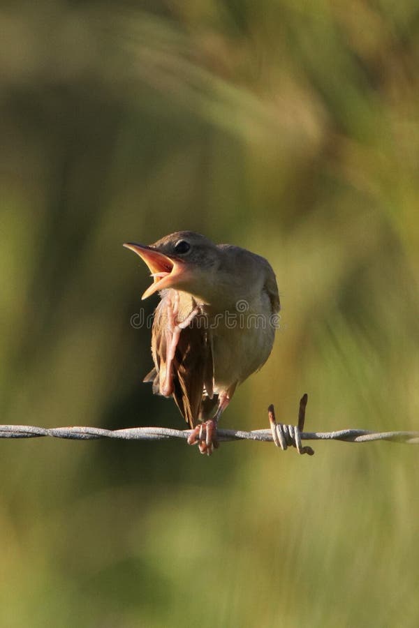 Itchy bird stock image. Image of head, bird, scratching - 117035469