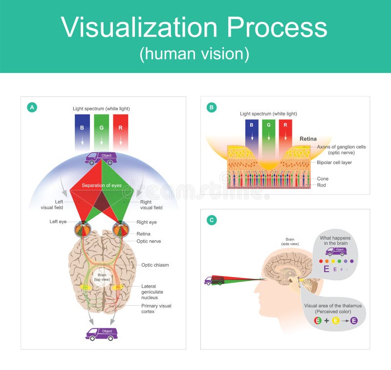 Vision Humaine De Processus De Visualisation Illustration de Vecteur ...