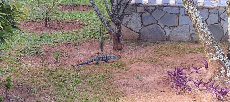 Vision of a Lizard Walking through a Garden. Stock Image - Image of ...