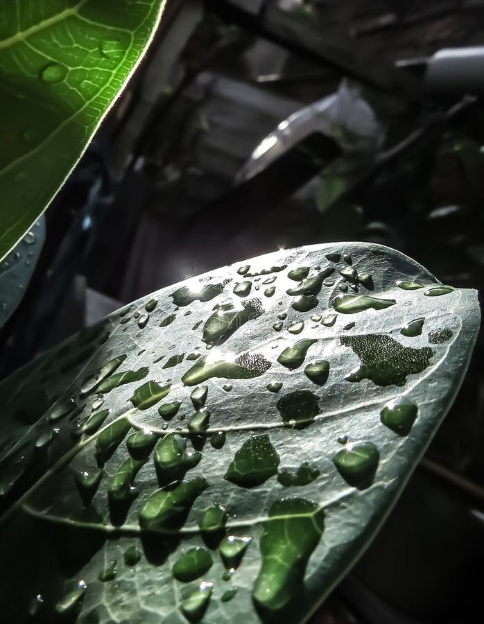 Vision of Nature Early Morning in Garden Stock Photo - Image of meadow ...