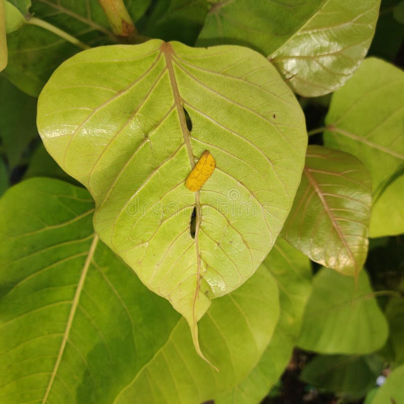 Vision of Pipal Leaves Grown at Road Side Stock Photo - Image of vision ...