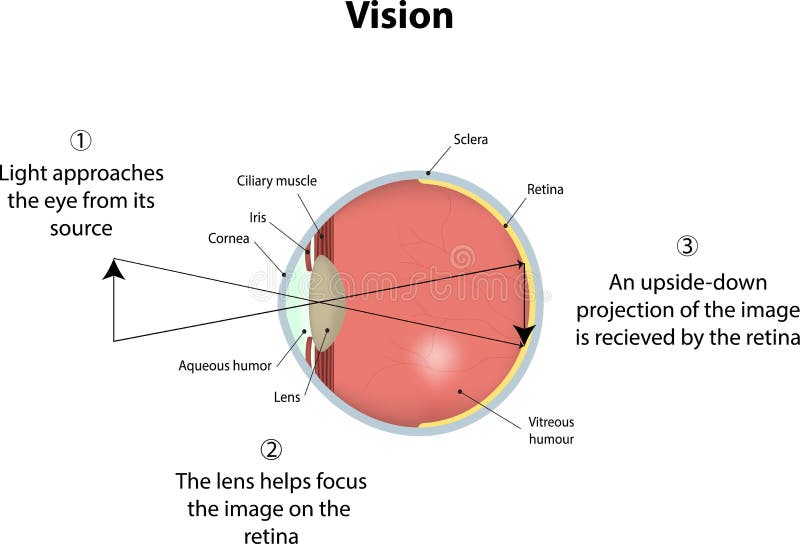 Vision stock vector. Illustration of humour, opthalmology - 43770155