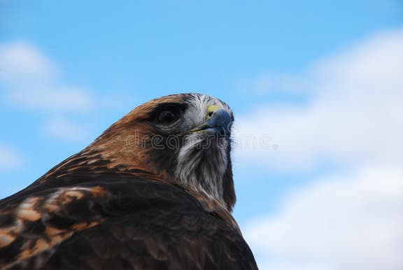 Visionneuse De Hawk Headshot Looking Right Towards De Redtail Image ...