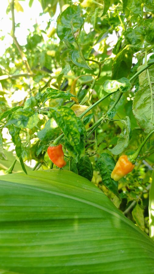 Visit the Beautiful Chili Garden Stock Photo - Image of garden, chili ...