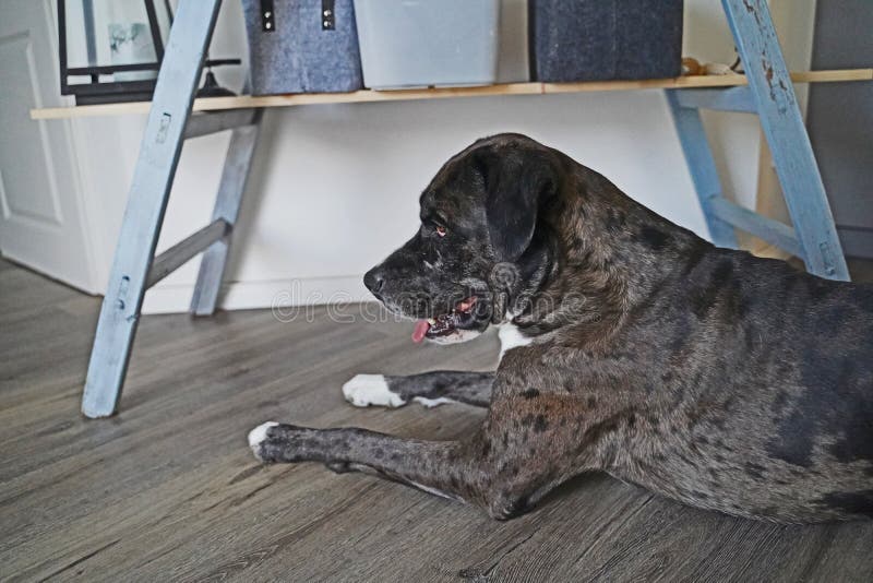 Visit the Great Dane- Boxer Mix Floki Stock Image - Image of dear ...