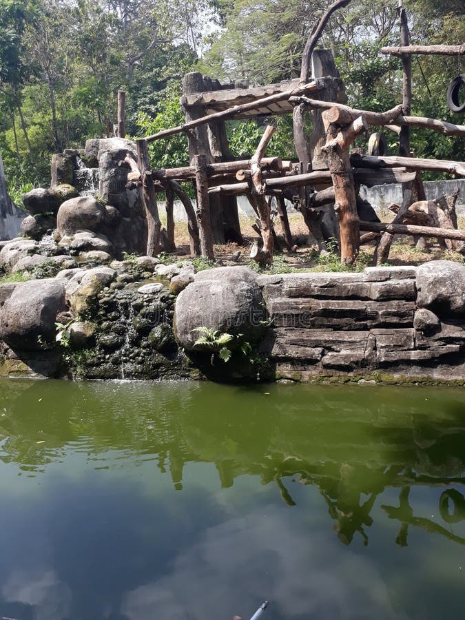 Visit the Zoo and See Where the Forest People Have a Pool Too Stock ...