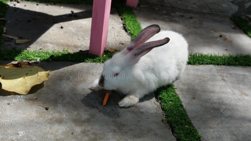 Visit the Zoo To See the Rabbits Stock Photo - Image of animal, visit ...