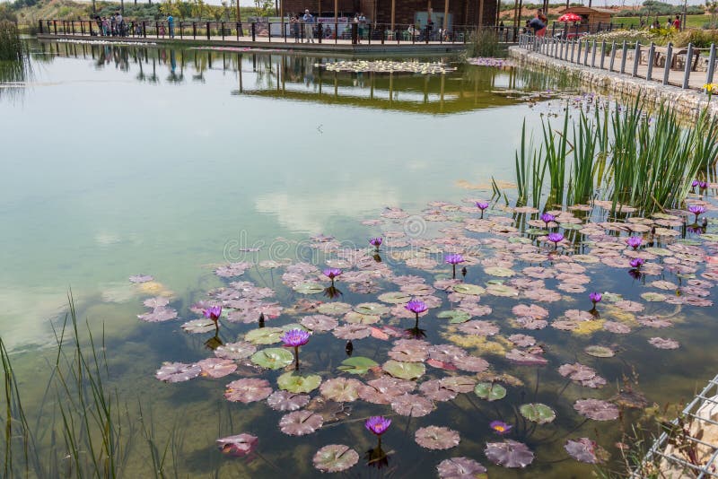 Visita a Hiriya (parque De Ariel Sharon) Imagen de archivo - Imagen de ...