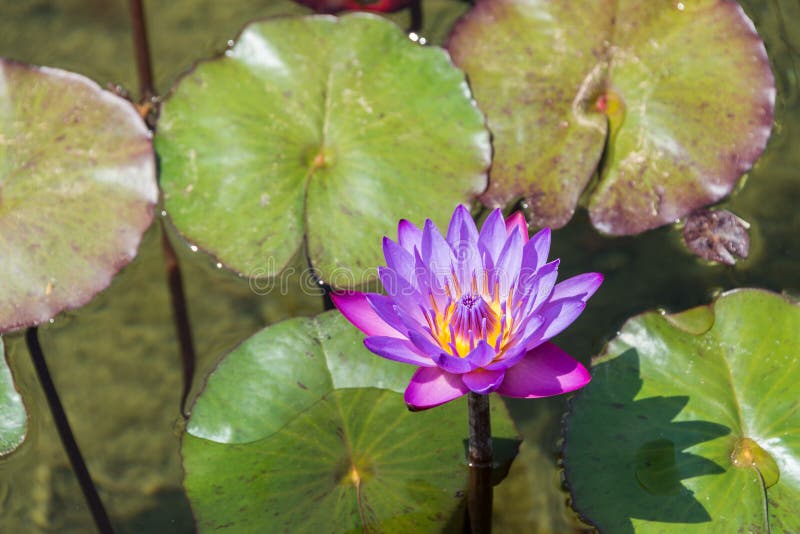 Visita a Hiriya (parque De Ariel Sharon) Foto de Stock - Imagem de ...