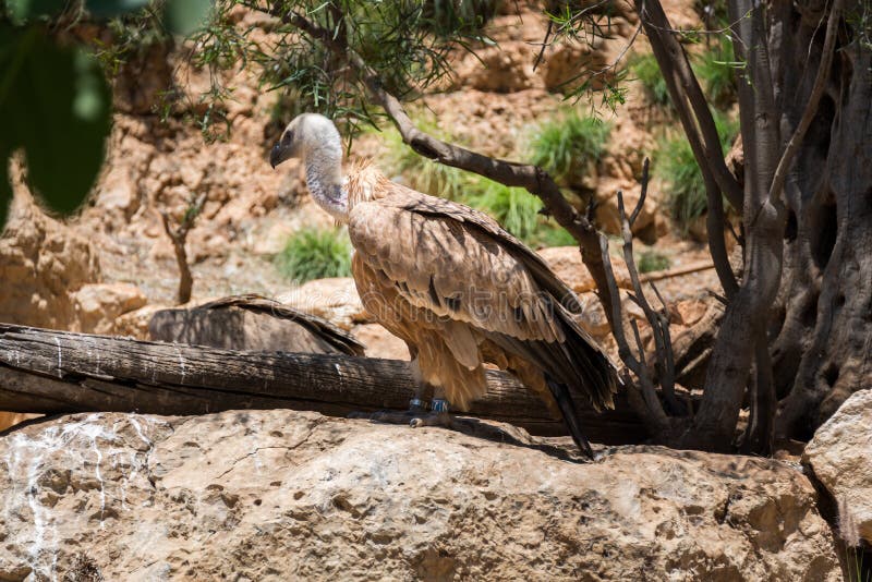 Visiting Jerusalem Biblical Zoo Stock Photo - Image of israel ...
