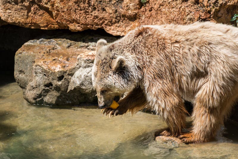 Visiting Jerusalem Biblical Zoo Stock Image - Image of wilderness ...