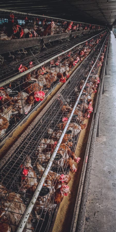 Visiting Laying Egg Chicken Farm Stock Image - Image of laying ...