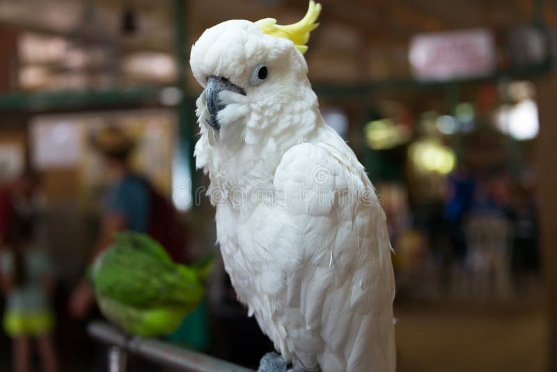 Visiting Parrot Farm in Kfar Hess Stock Image - Image of chick, israel ...