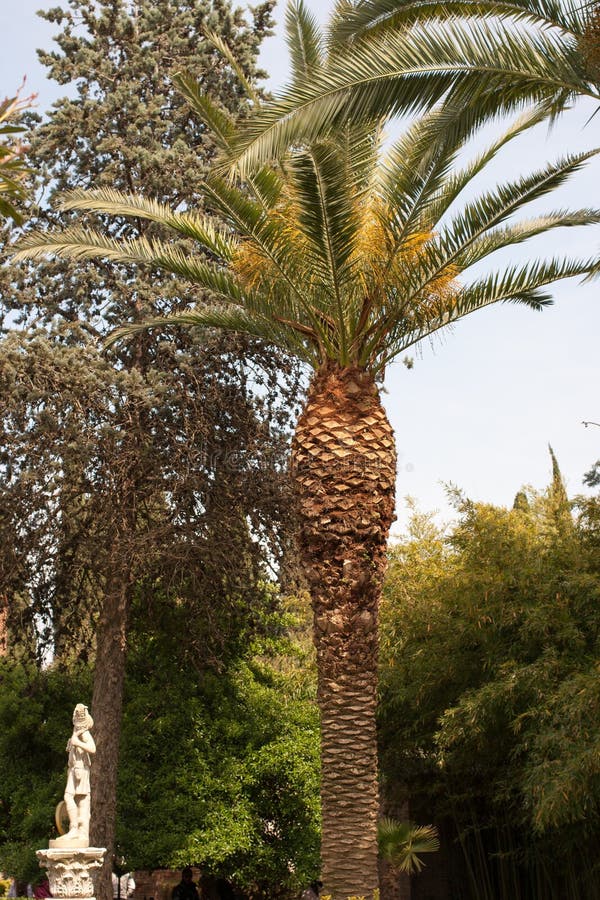 Visiting Rome. stock photo. Image of park, trunk, rome - 40992456