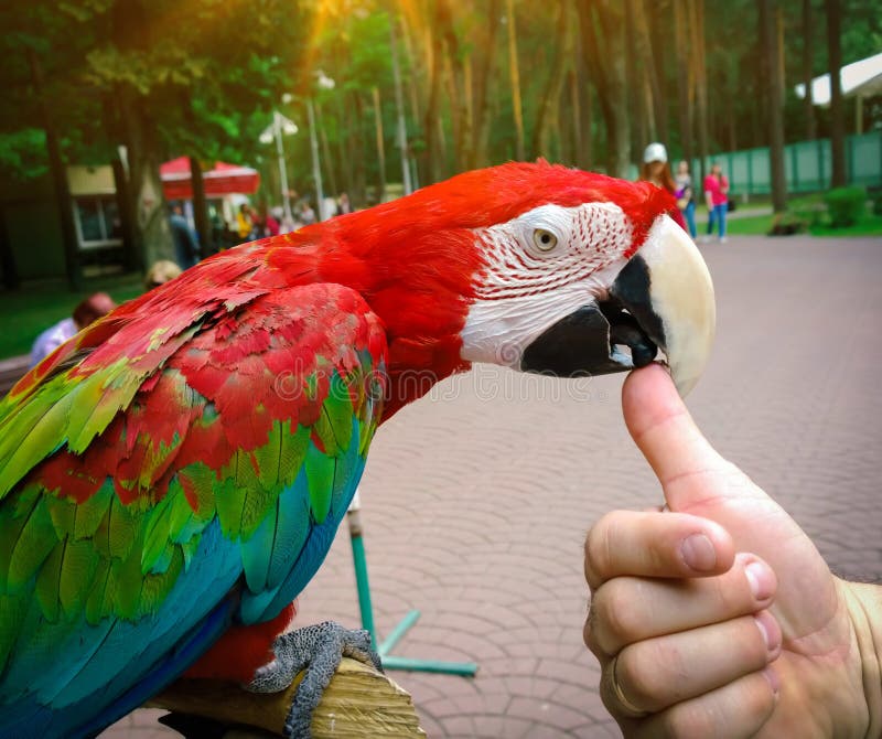 Visitor Feeds the Macaw Parrot in the Summer Park Stock Image - Image ...