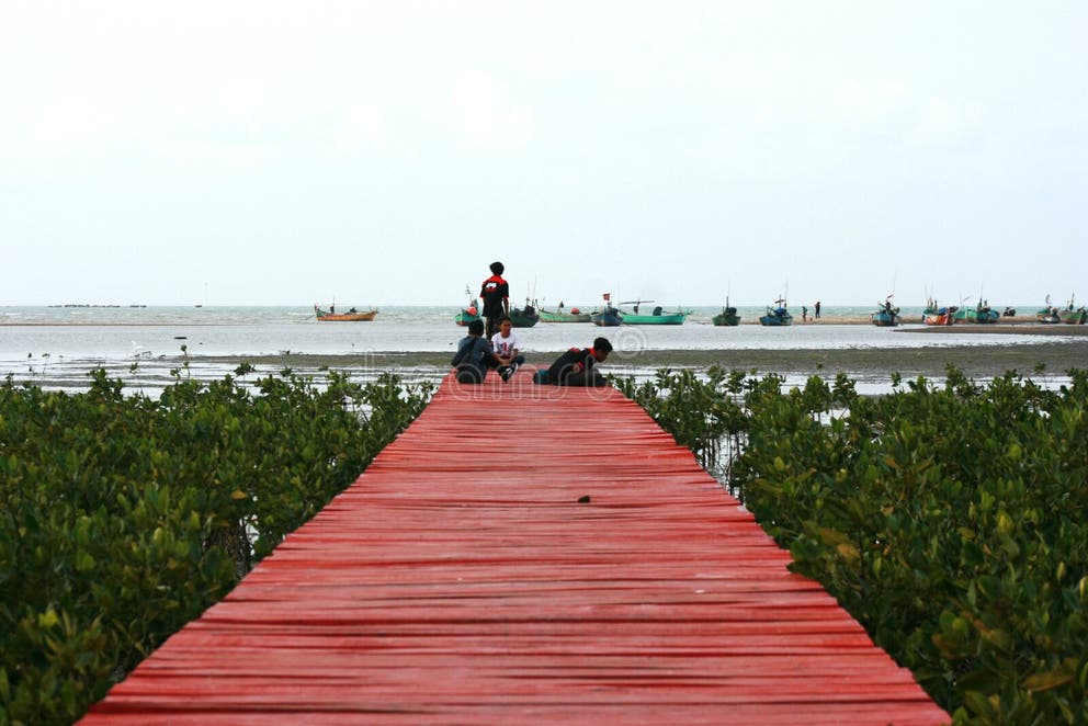 Visitor at Mangrove forest editorial photo. Image of mangrove - 63187526